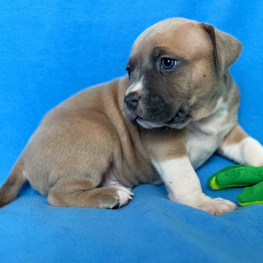 Американский стаффордширский терьер