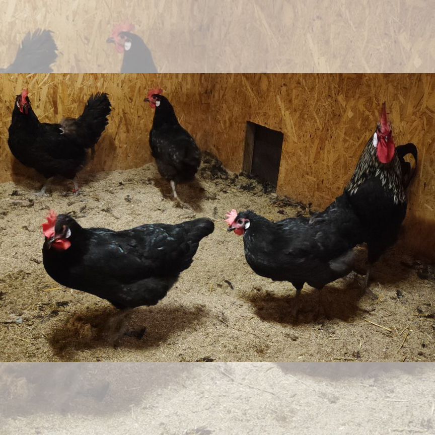 Куры Барбезье