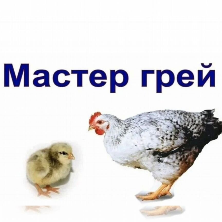Цыплята Мастер Грей, Редбро