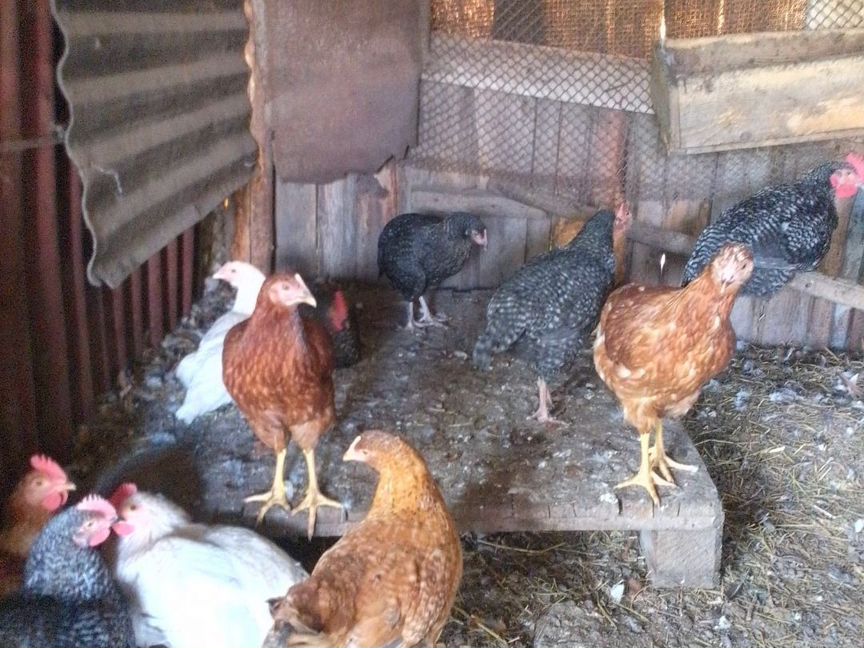 Молодые петухи