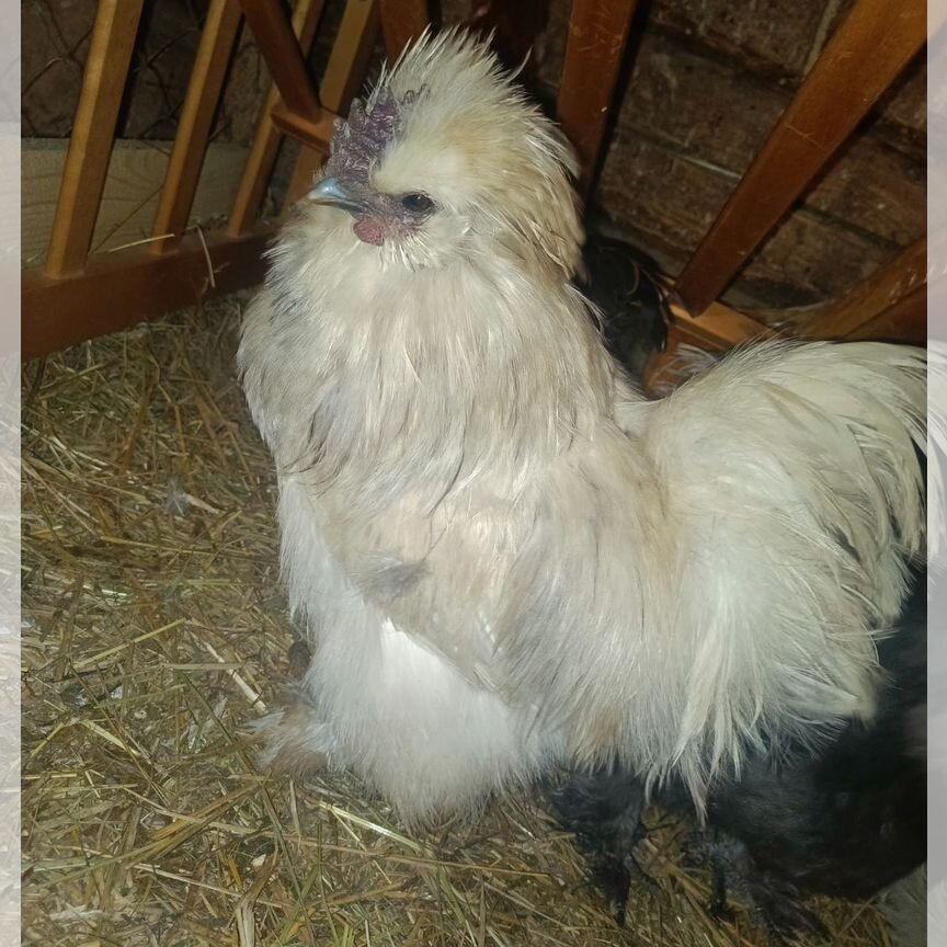 Китайские шёлковые петушки