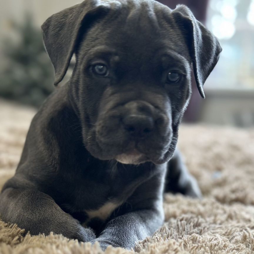 Кане-корсо, щенок