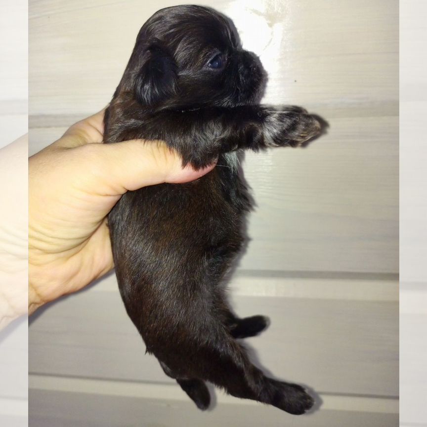 Ши-тцу, щенок