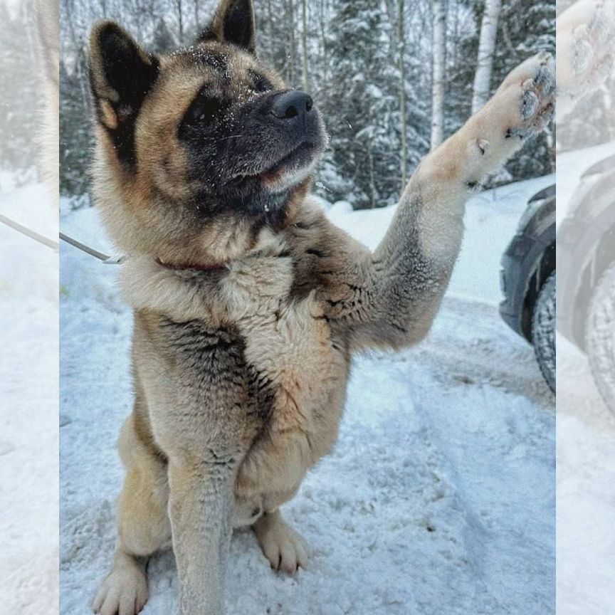 Американская акита, взрослый пёс