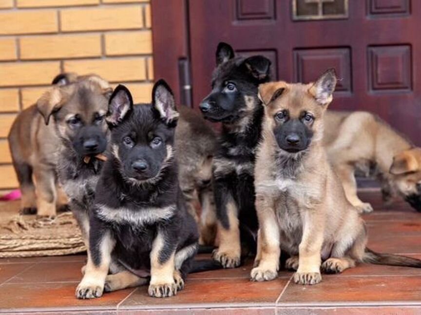Щенки немецких овчарок -два помета разного окраса