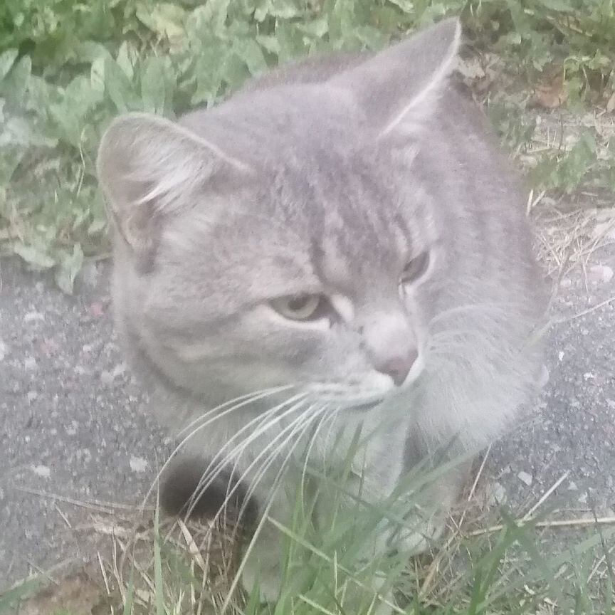 Котик в добрые руки