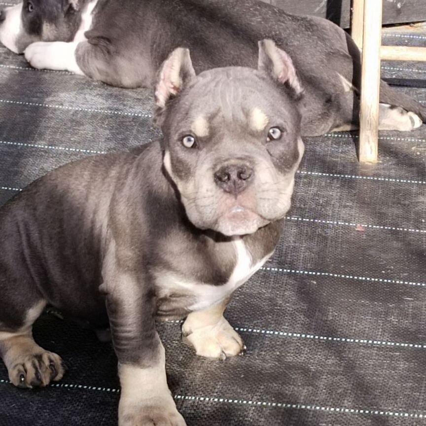 Детки булли