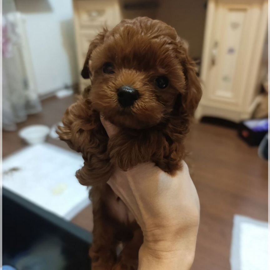 Мальтипу, щенок