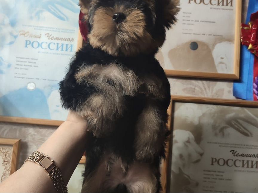 Щенки йорка беби фейс