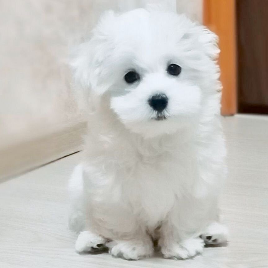 Мальтийская болонка мальчик