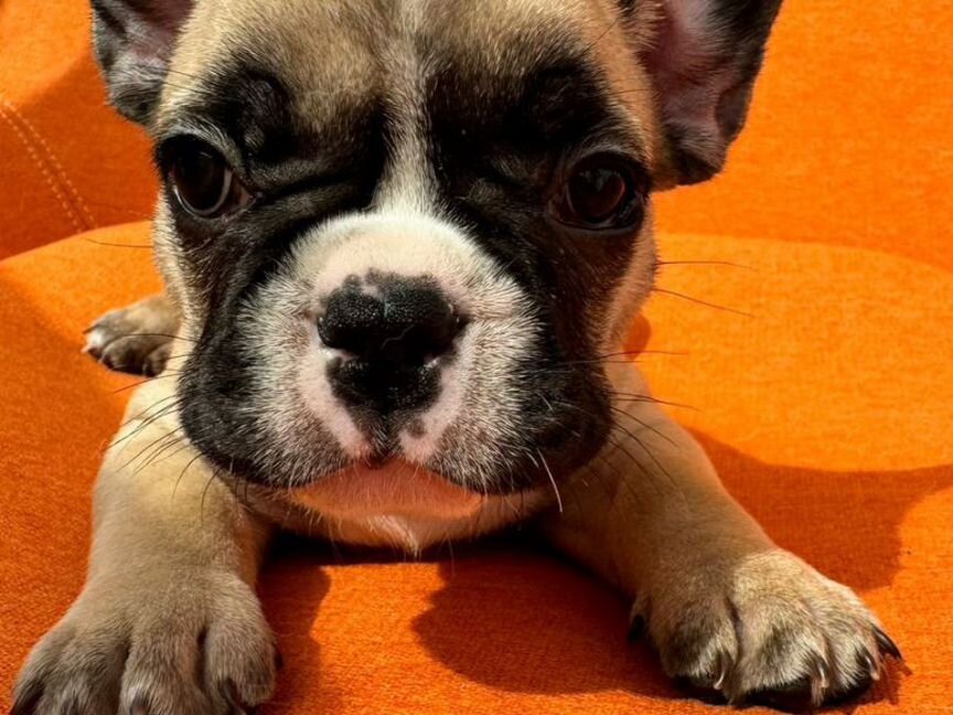 Щенок француза