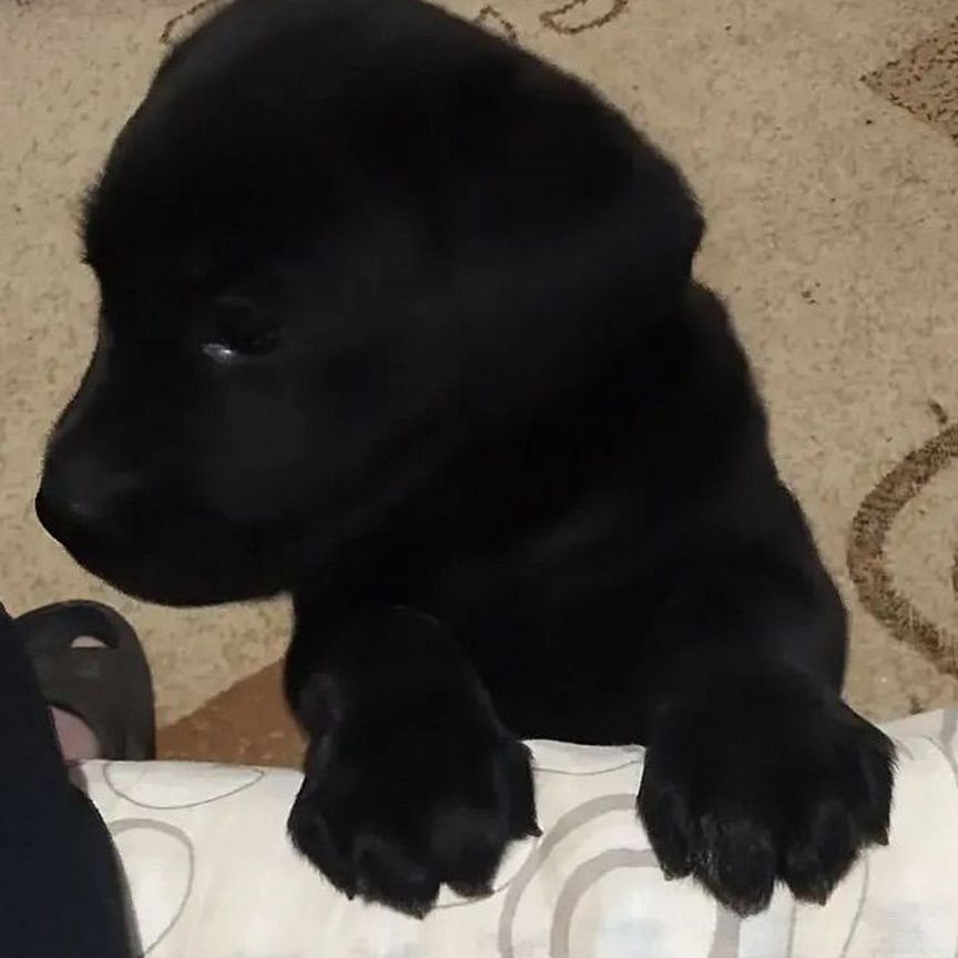 Лабрадор-ретривер, щенок