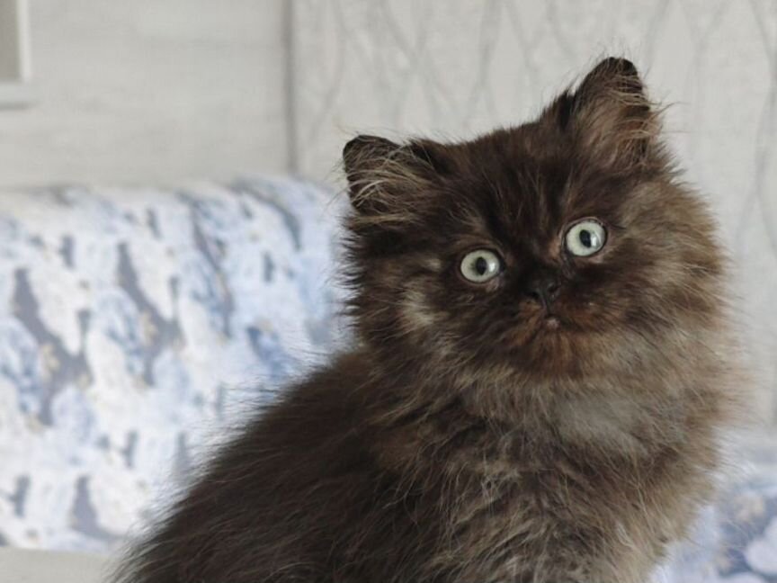 Британская длинношерстная девочка