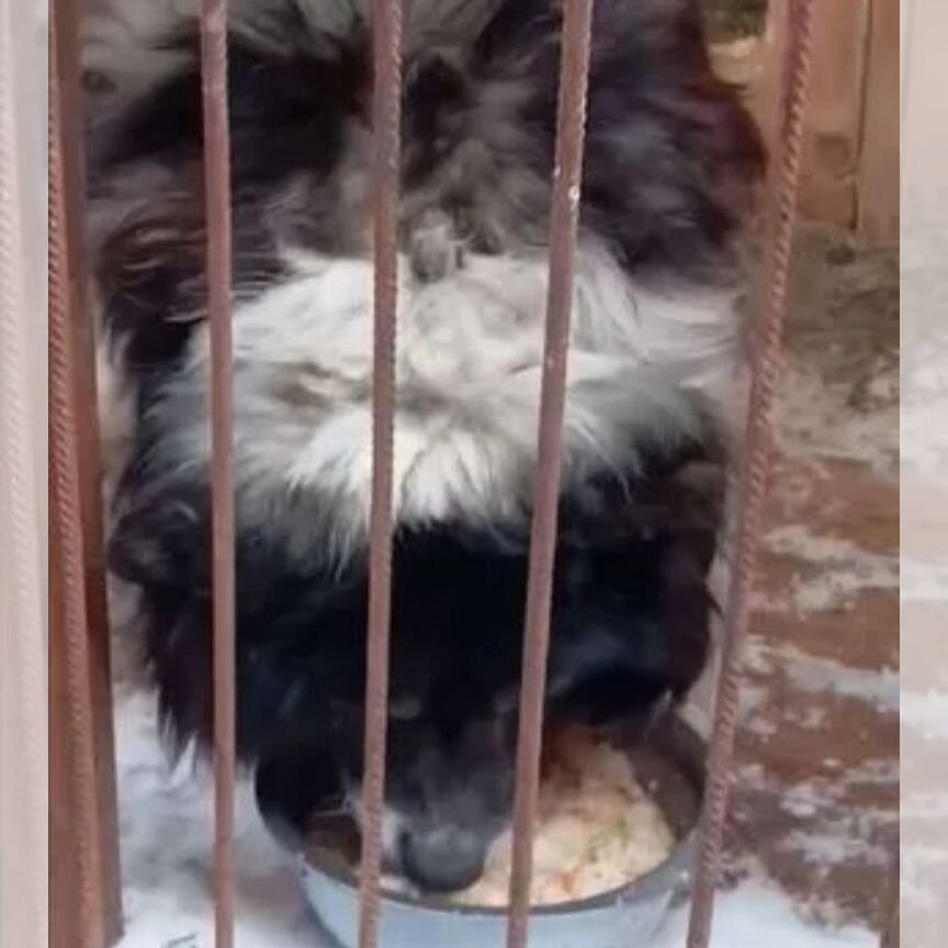 Взрослый пёс в добрые руки