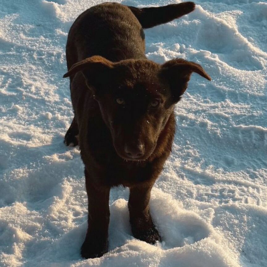 Щенок в добрые руки