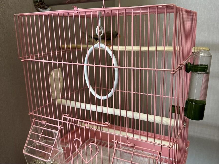 Амадина Зебровая самка с клеткой и кормом