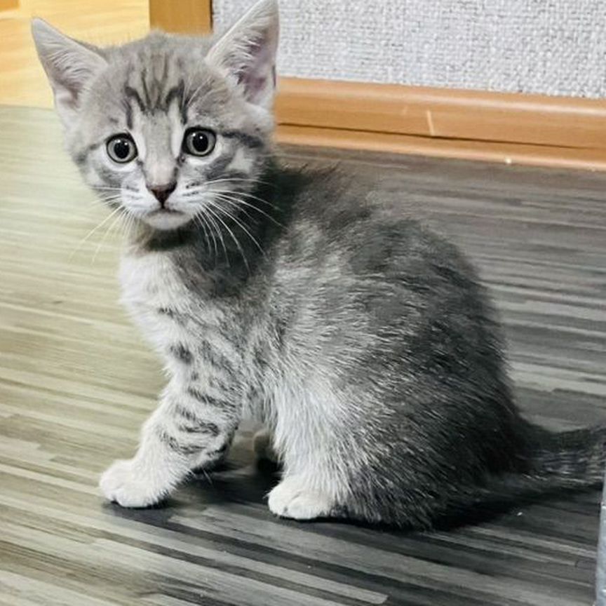 Бенгальские котята