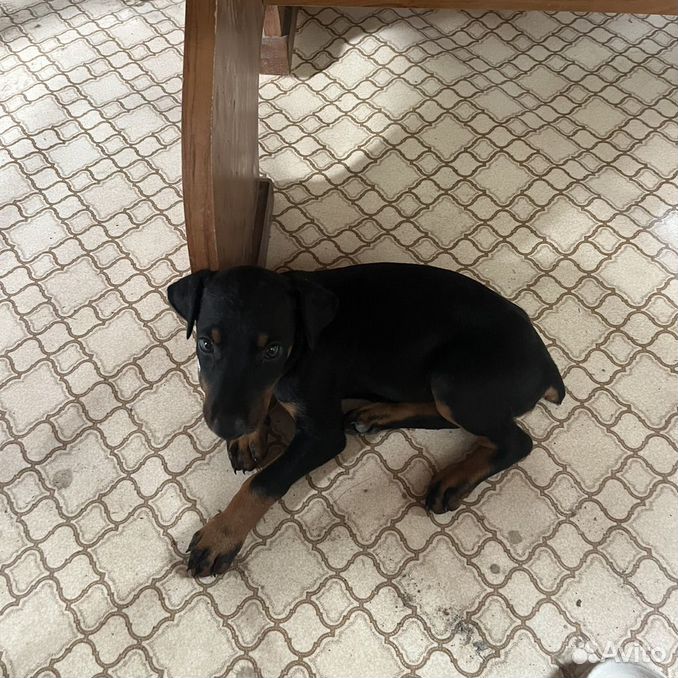 Щенок добермана