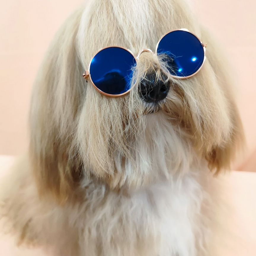 Мальтипу подрощенный мальчик