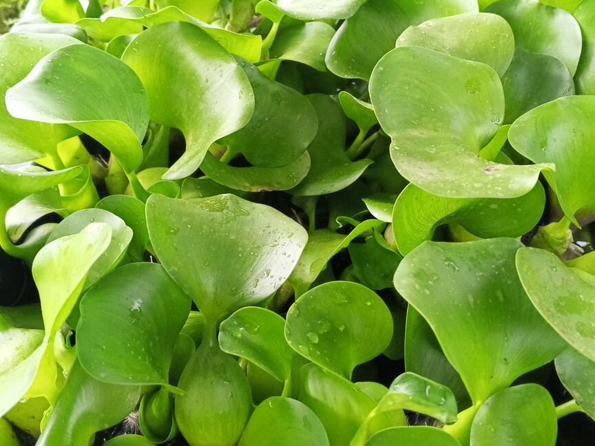 Растения для пруда