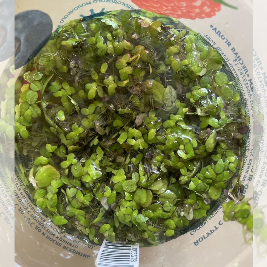 Ряска для аквариума