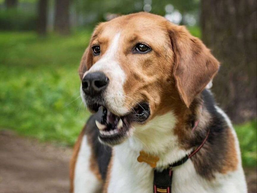 Гордей в поисках семьи