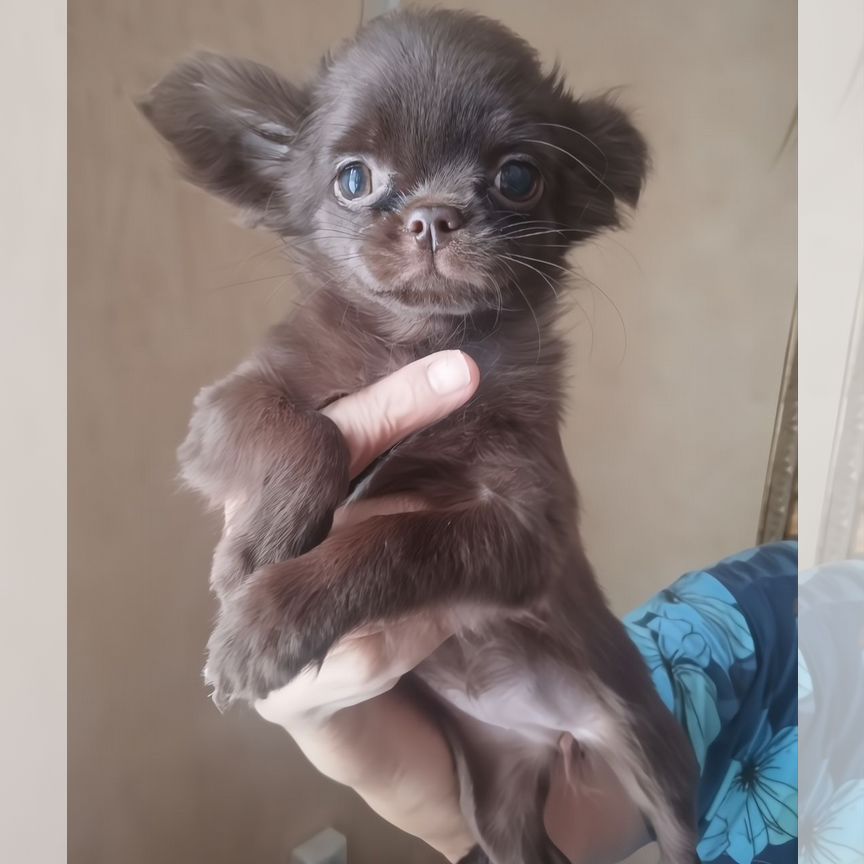 Чихуахуа, щенок