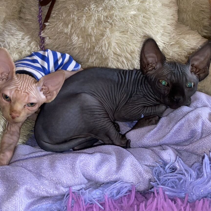 Канадский сфинкс котёнок