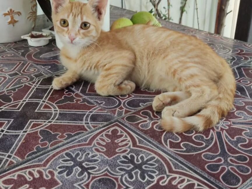 Котята рыжие девочки, серый м., 3 мес