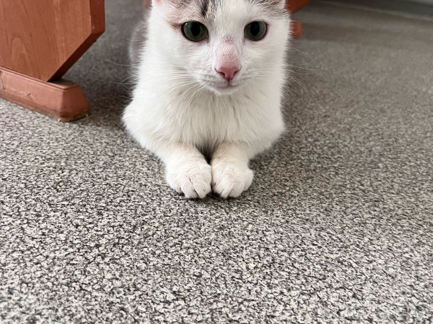 Котенок мальчик около 10 месяцев в добрые руки