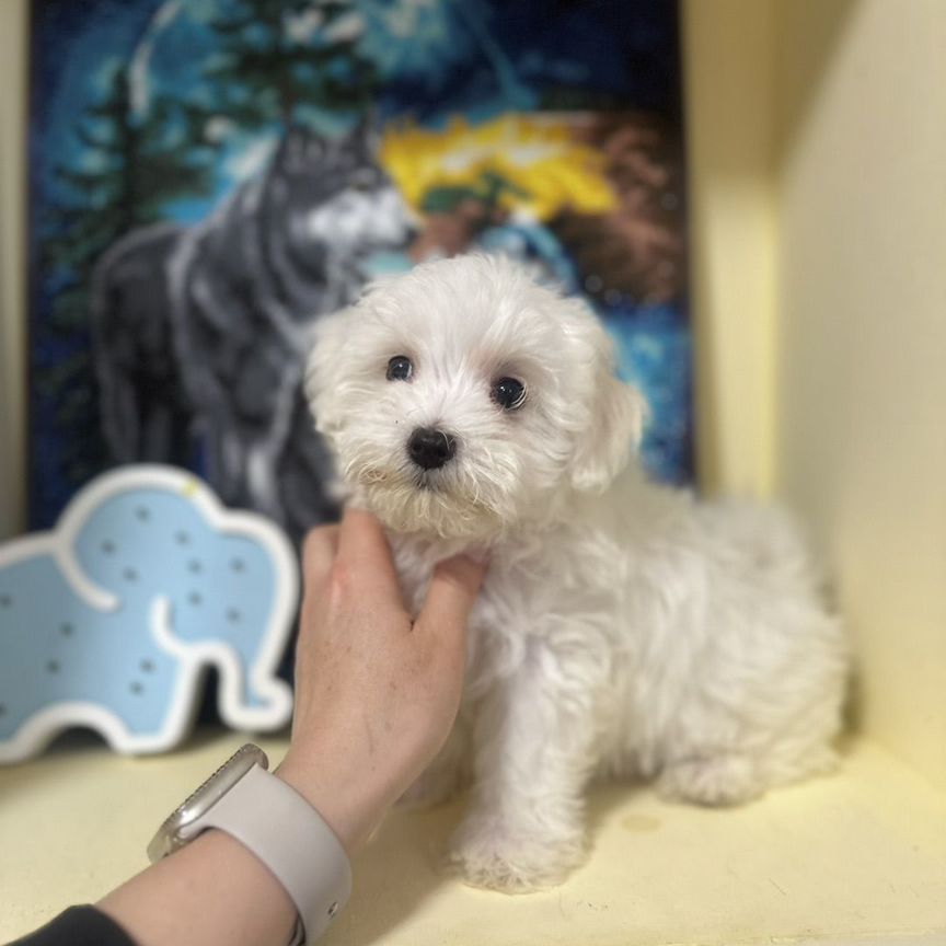 Балончик Мальчик