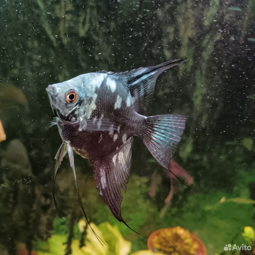 Скалярии подростки