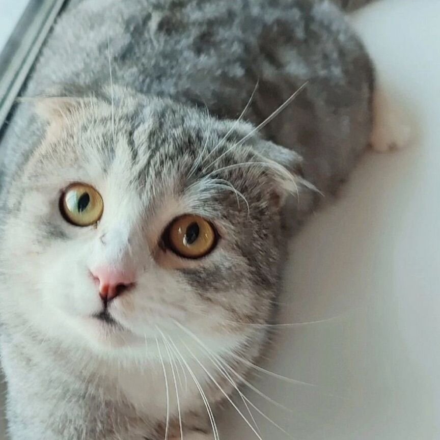 Вислоухий кот Бароша