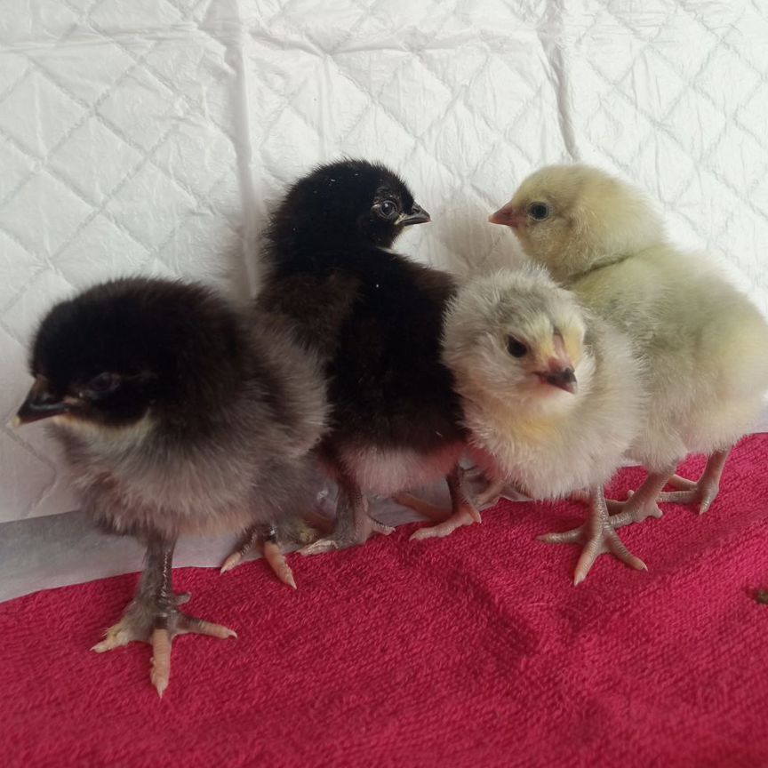 Цыплята Мараны и Амерауканы