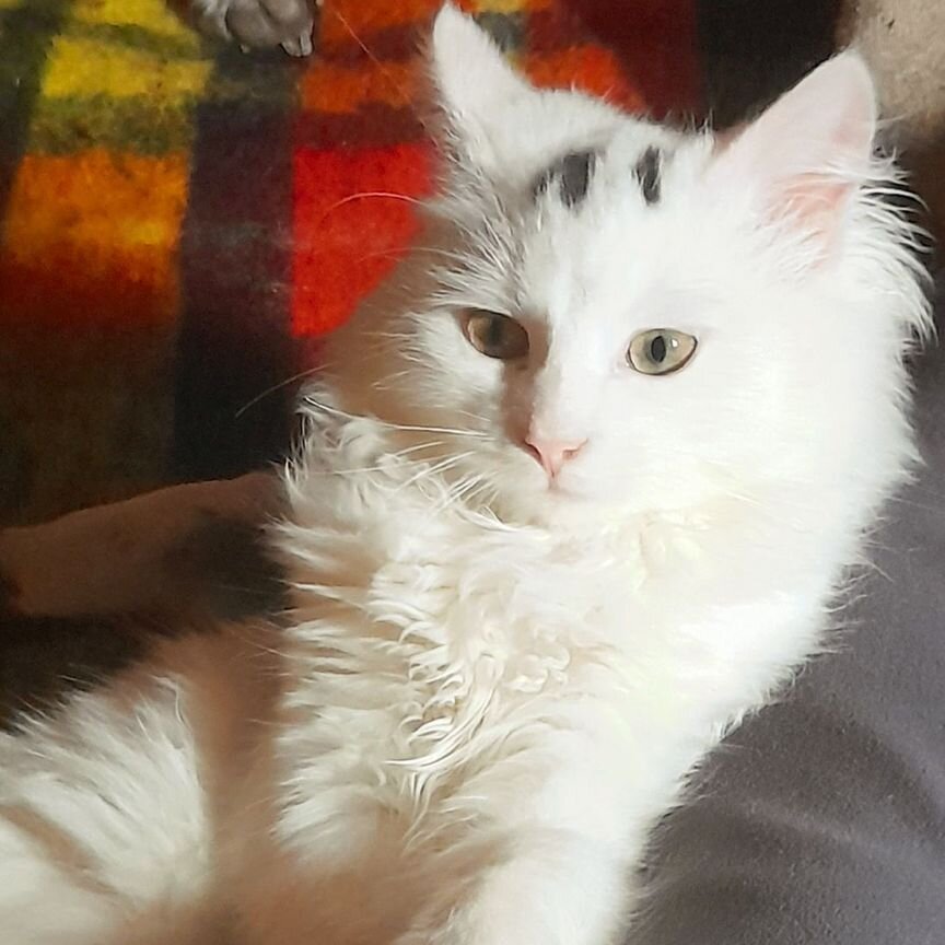Кошечка 5 месяцев. Отдам. Приучена к лотку