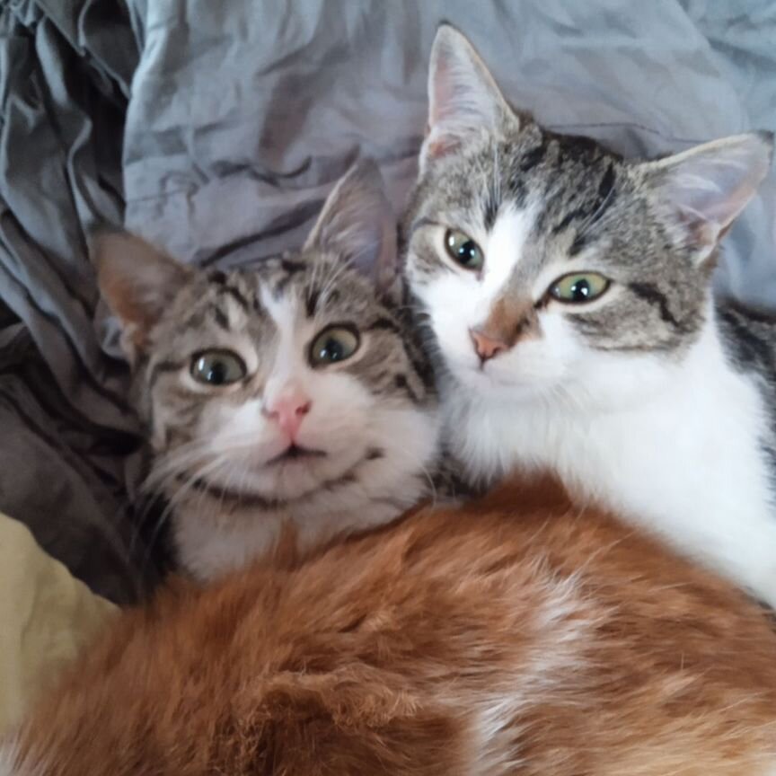 Котики
