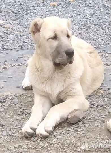 Щенки алабая