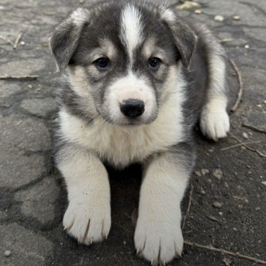 Щенок в добрые руки