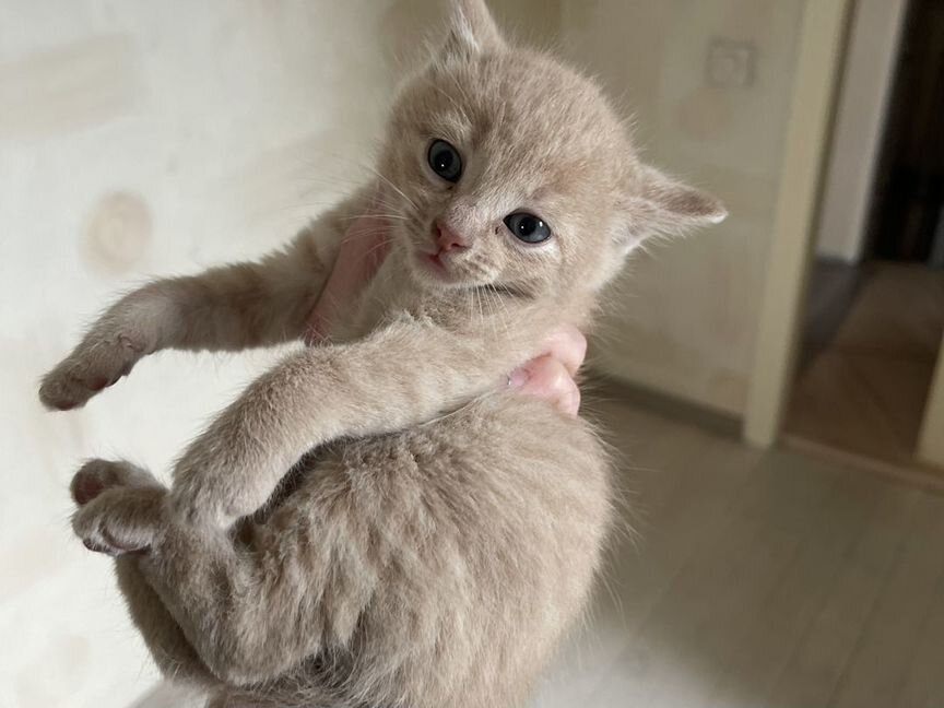 Котята мальчики