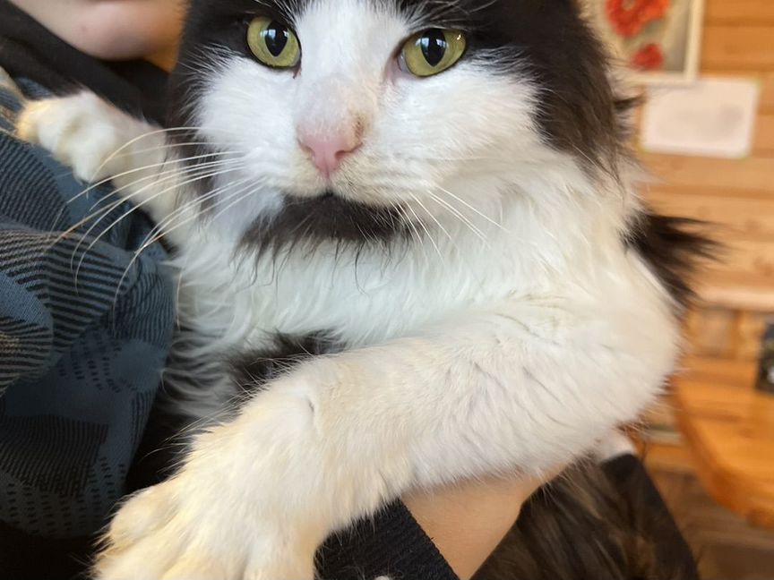 Классный кастрированный котик