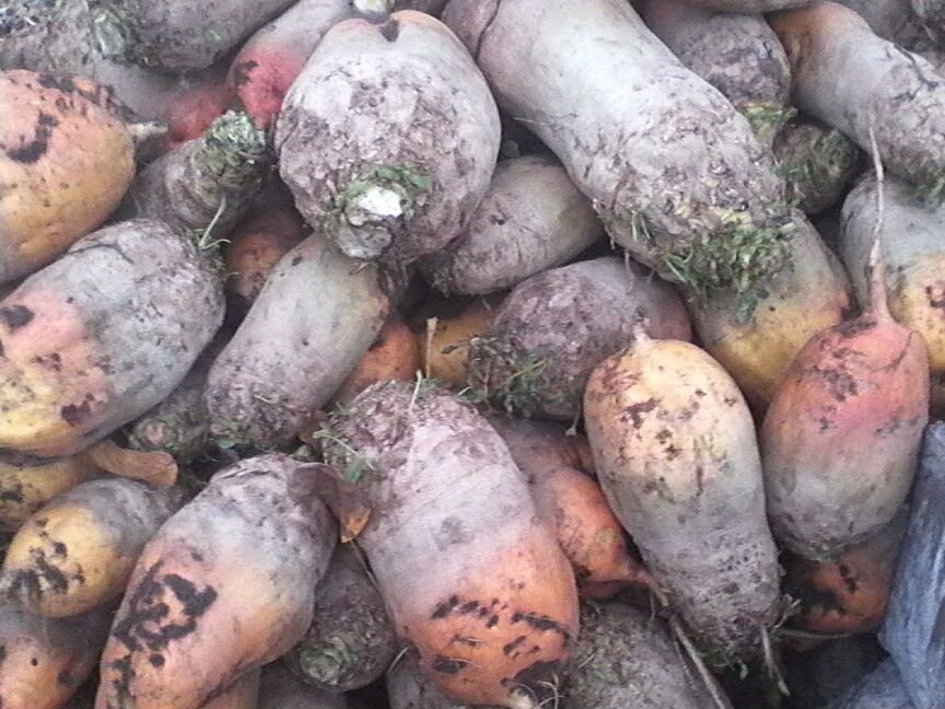 Свекла кормовая