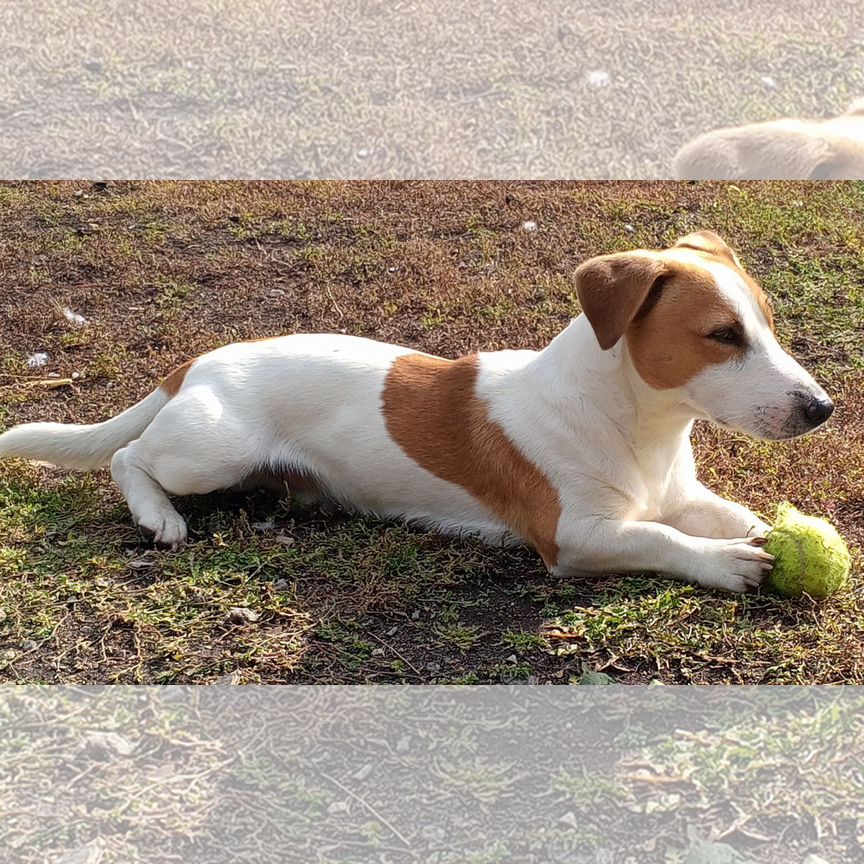 Джек-рассел-терьер, щенок