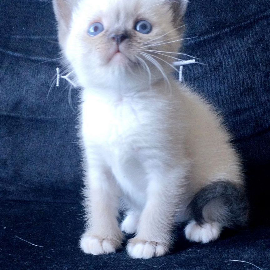 Котята