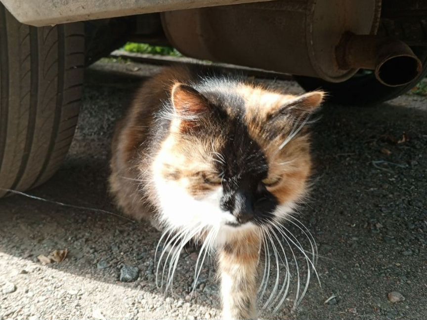 Кошки