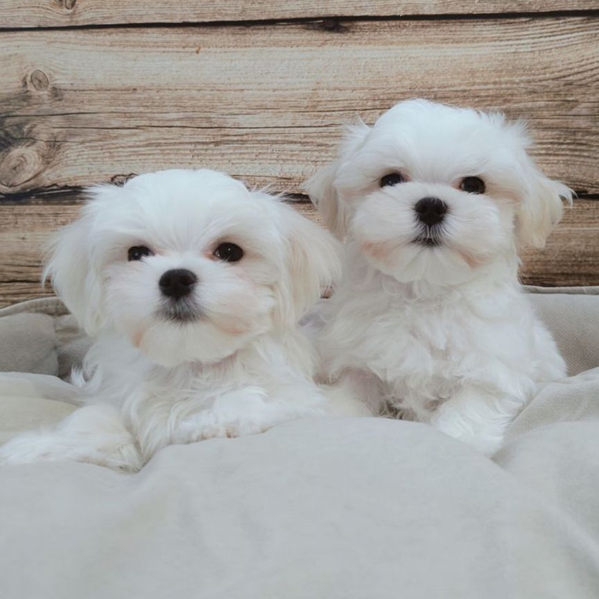 Мальтийская болонка, щенок