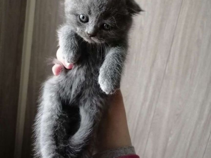 Шотландские котята