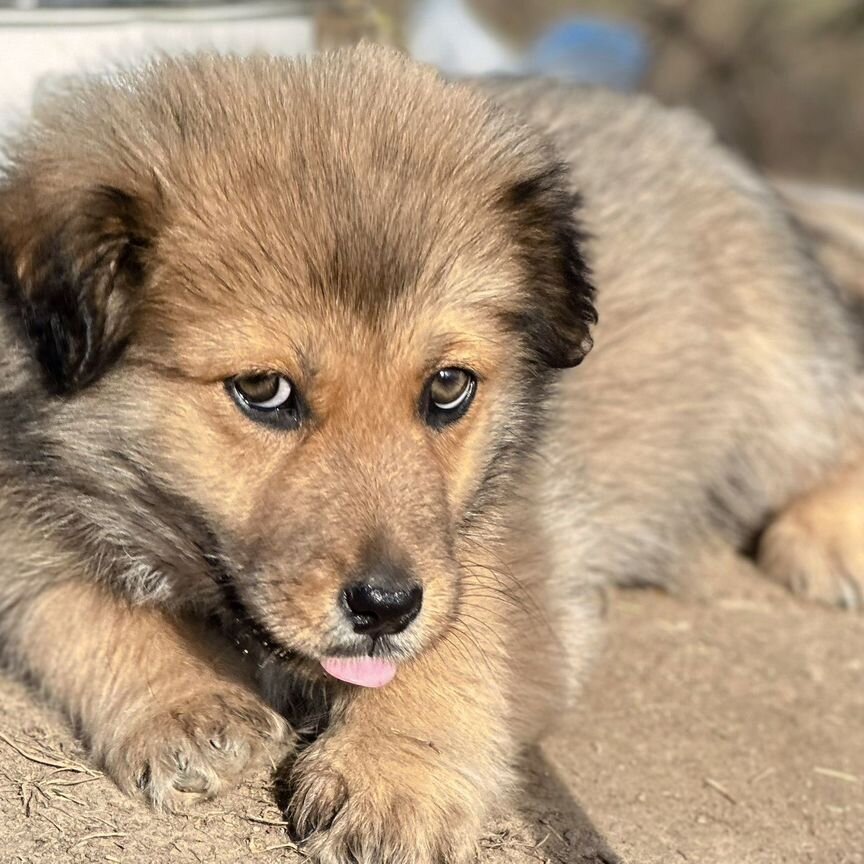 Щенок в добрые руки бесплатно
