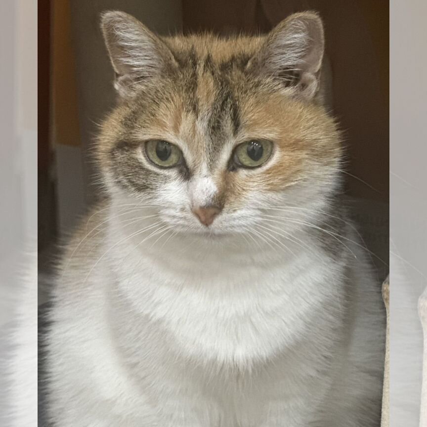 Взрослая кошка в добрые руки