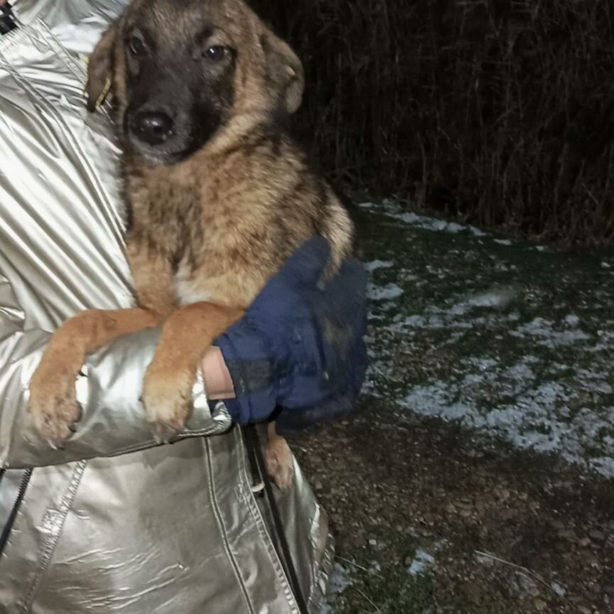 В добрые руки