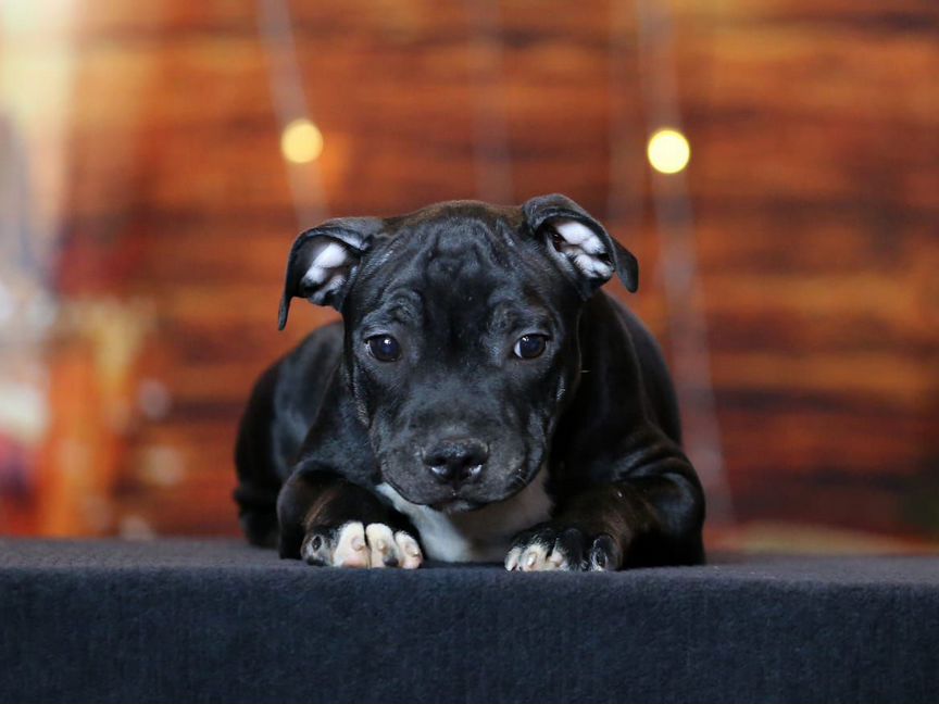 Стаффордширский бультерьер